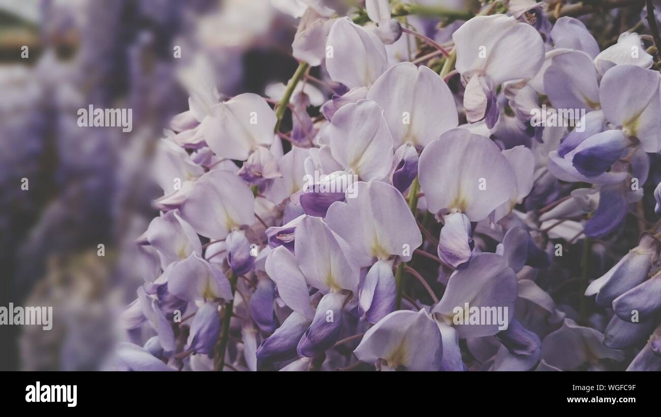 Purple wisteria hi-res stock photography and images - Alamy