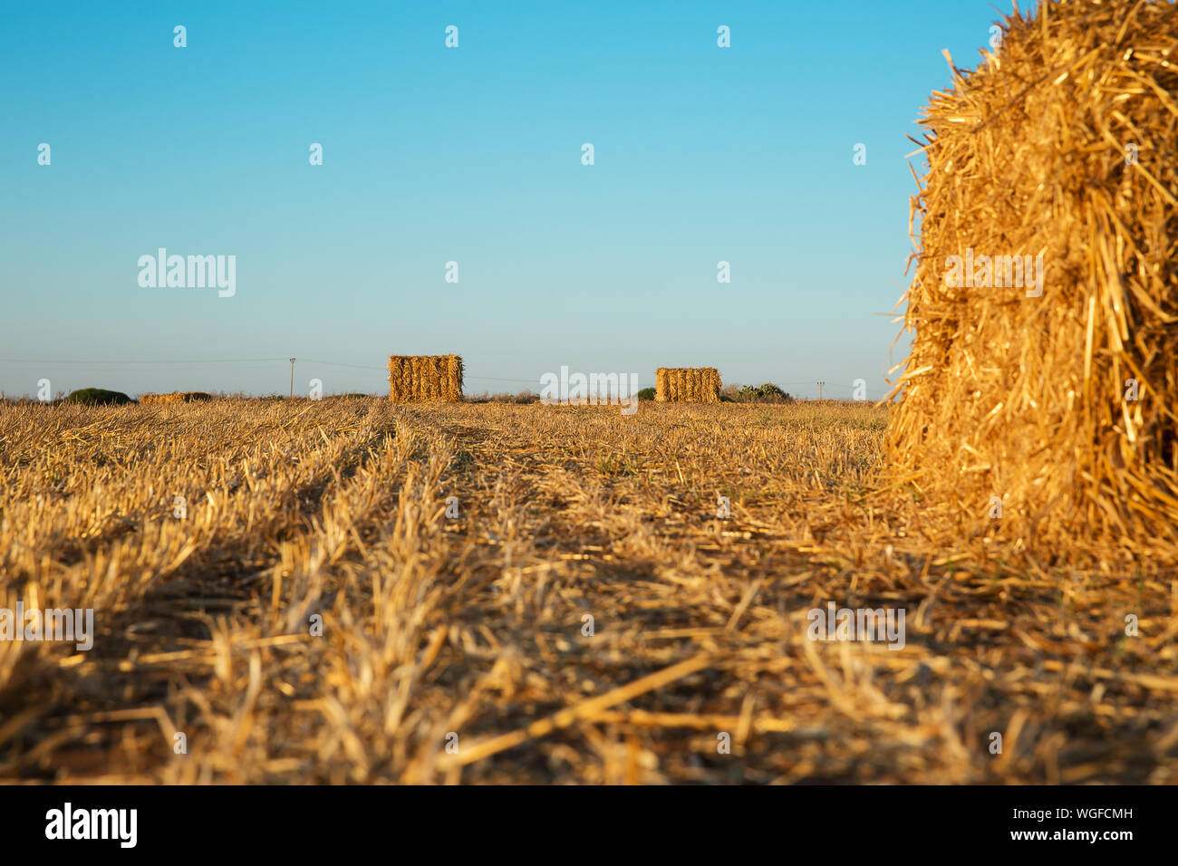 Beveled wheat field at sunset, haystacks Stock Photo - Alamy
