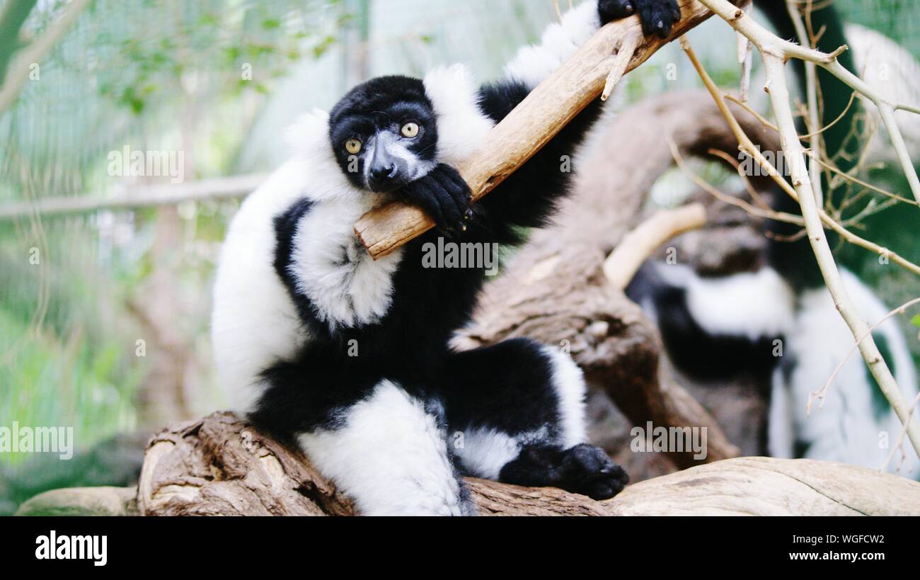 Black and white lemur zoo hi-res stock photography and images - Alamy