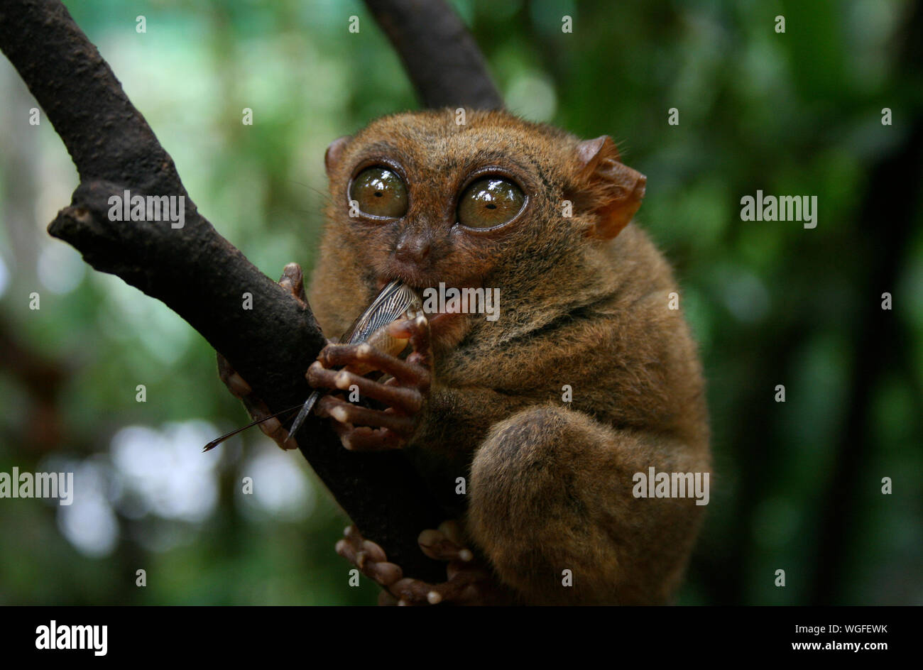 Philippines animal tree hi-res stock photography and images - Alamy