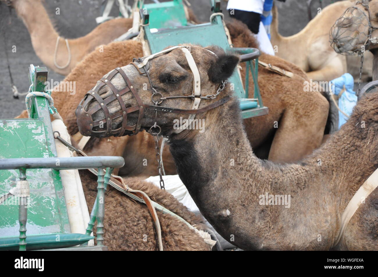 Muzzle view hi-res stock photography and images - Alamy