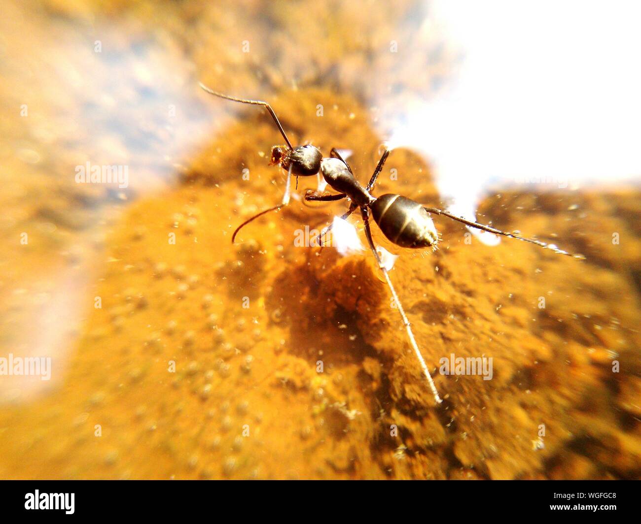 Ant in water hi-res stock photography and images - Alamy