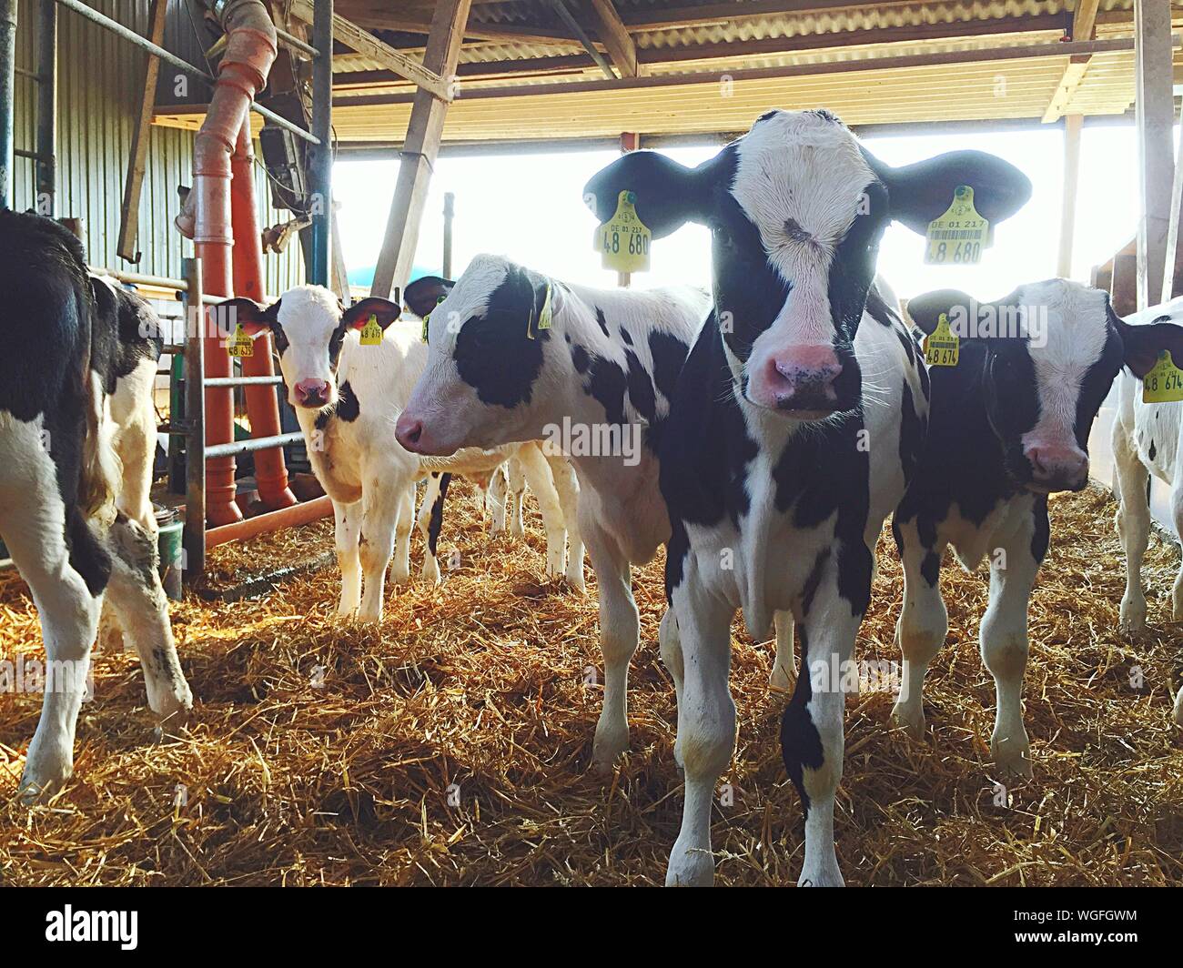 Hay shed hi-res stock photography and images - Alamy