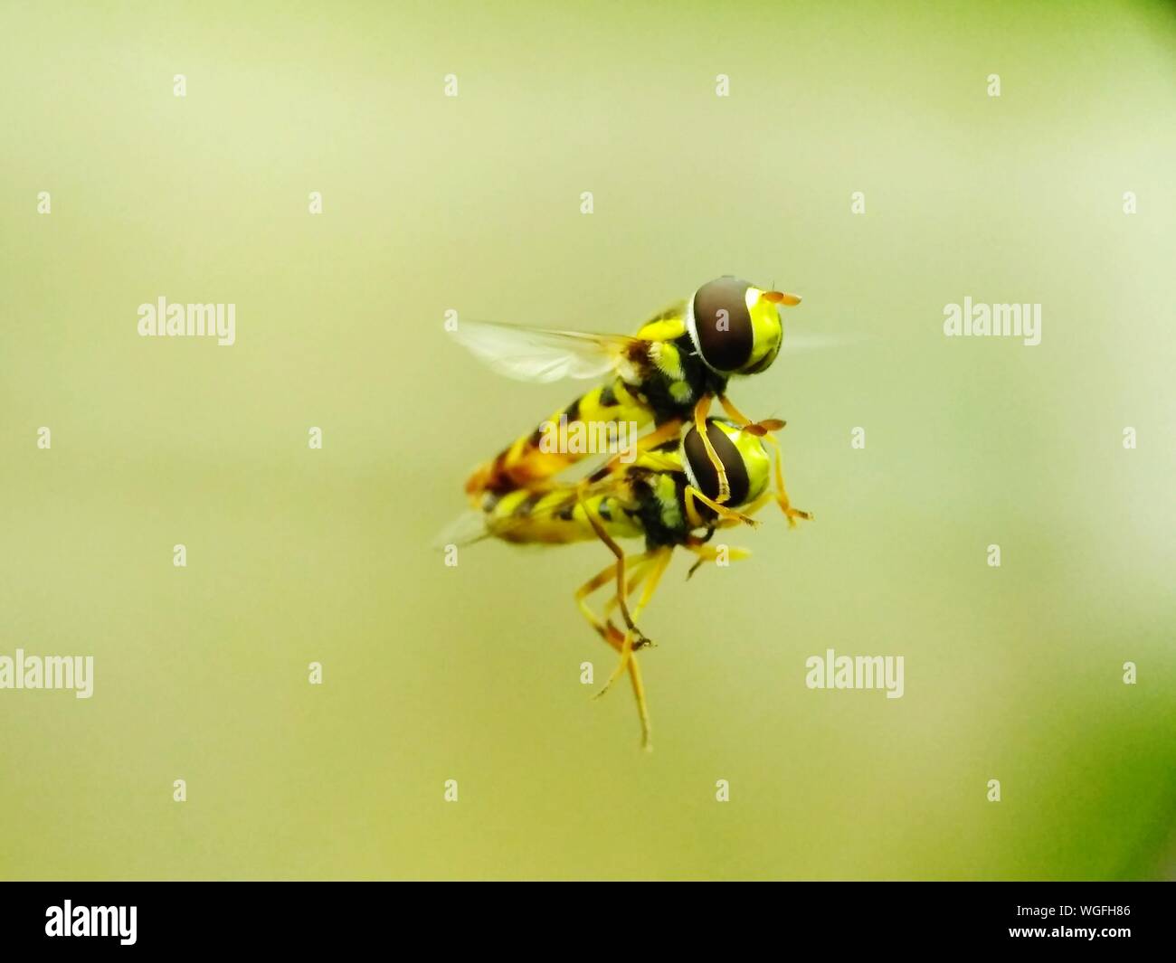 Flying insects mating hi-res stock photography and images - Alamy