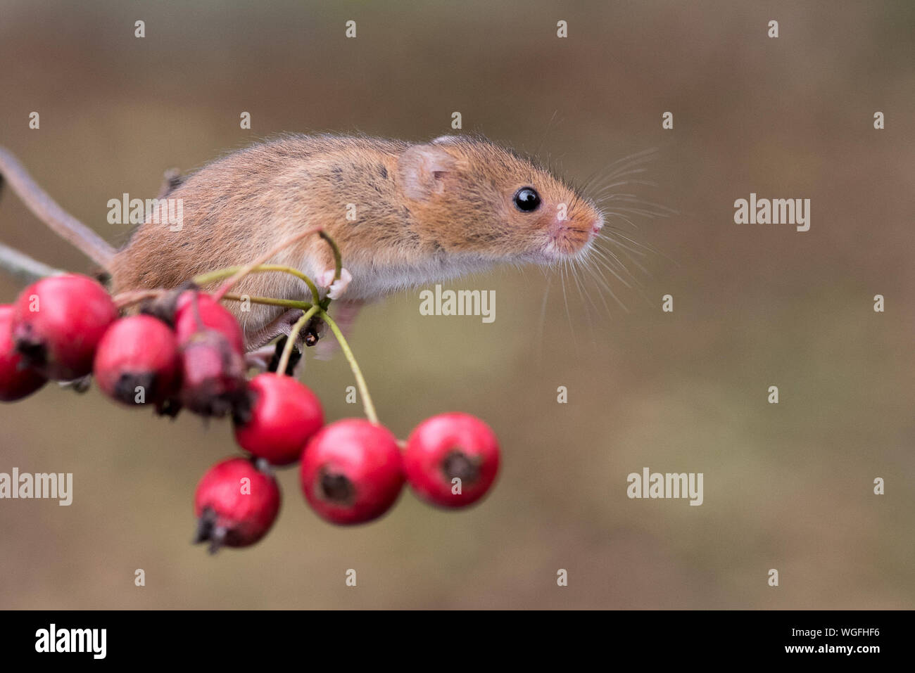 Plant mouse hi-res stock photography and images - Alamy