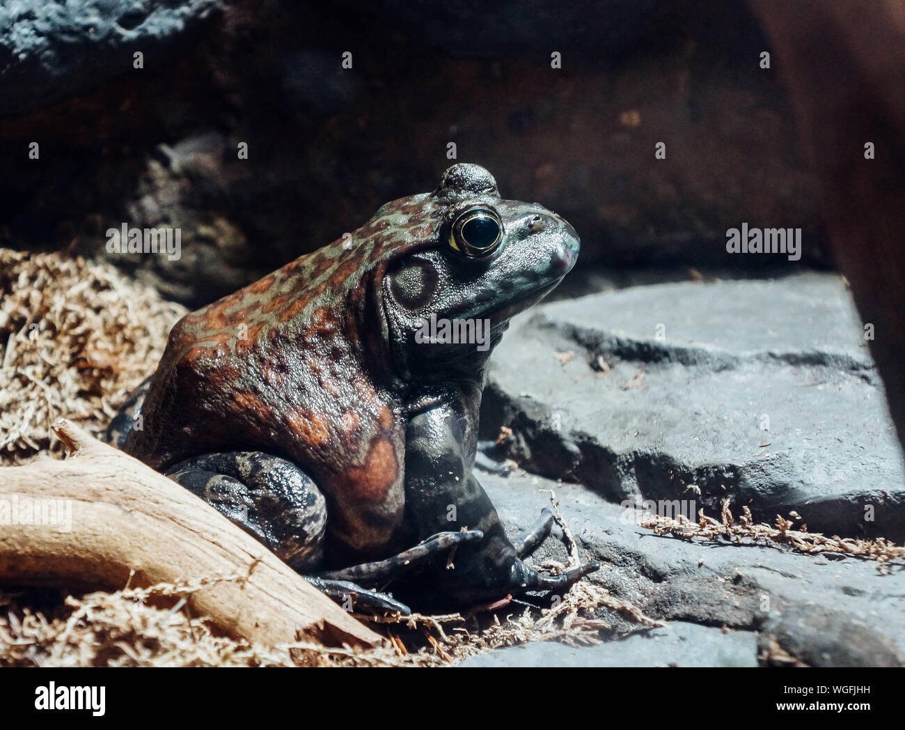 Toad Rock High Resolution Stock Photography and Images - Alamy