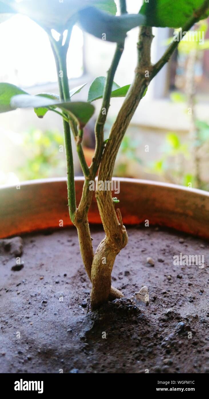 Pot detail hi-res stock photography and images - Alamy