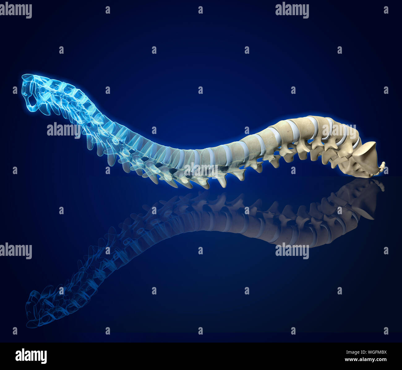 Vertebral column hi-res stock photography and images - Alamy