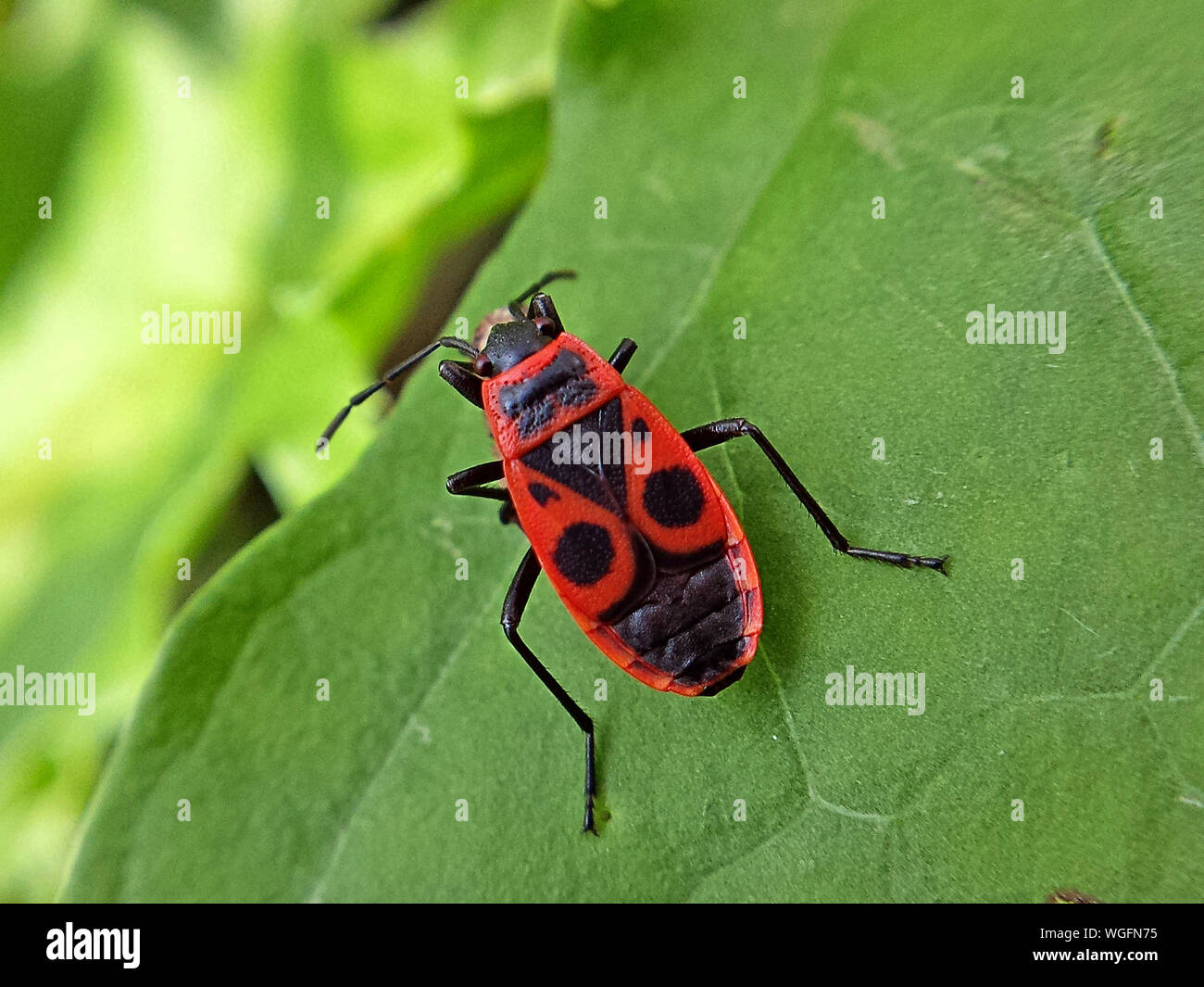 Firebug hi-res stock photography and images - Alamy Firebug hi-res stock photography and images - Alamy