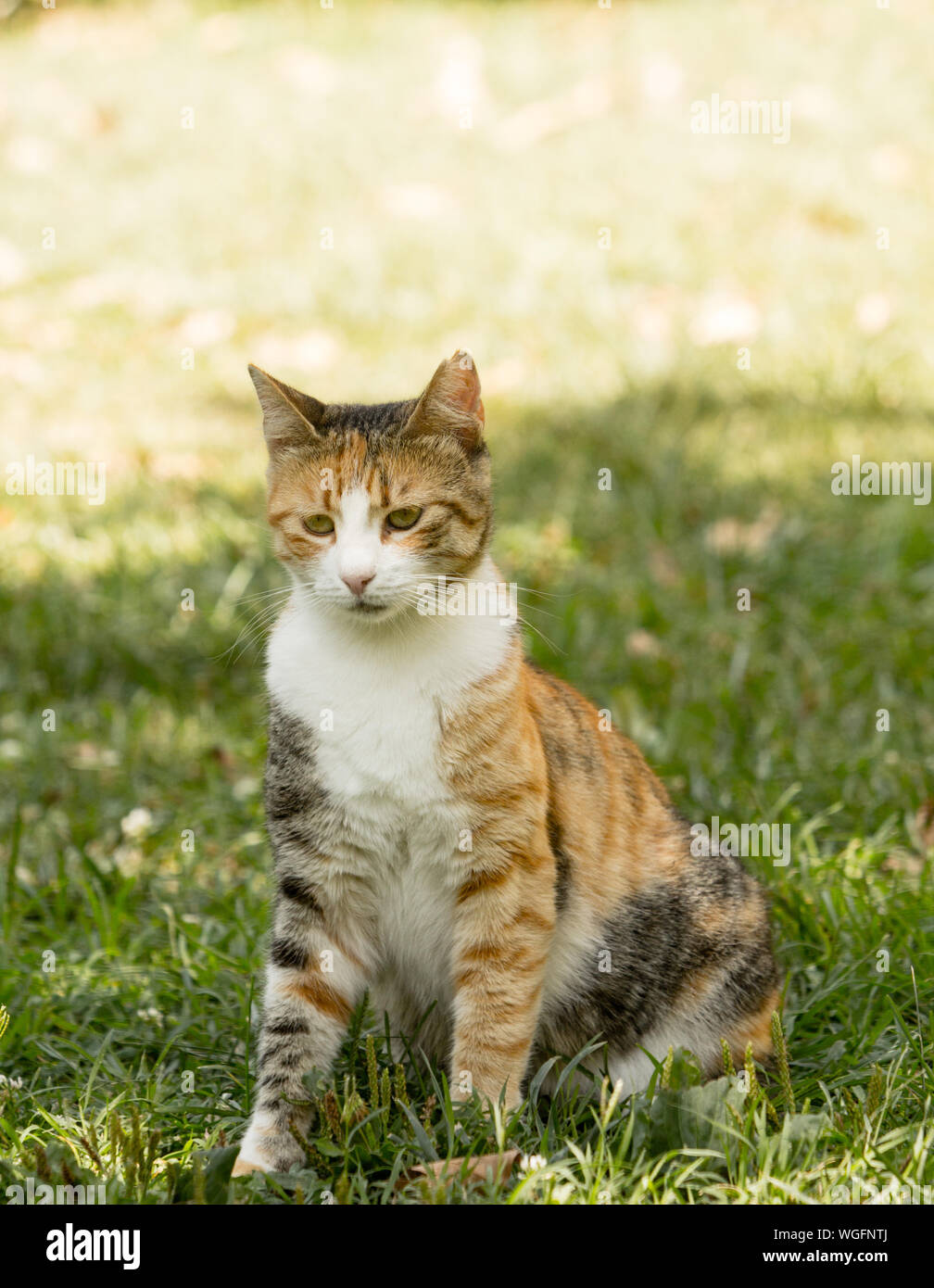 A young stray calico cat sitting on green grass in shadows in full body ...