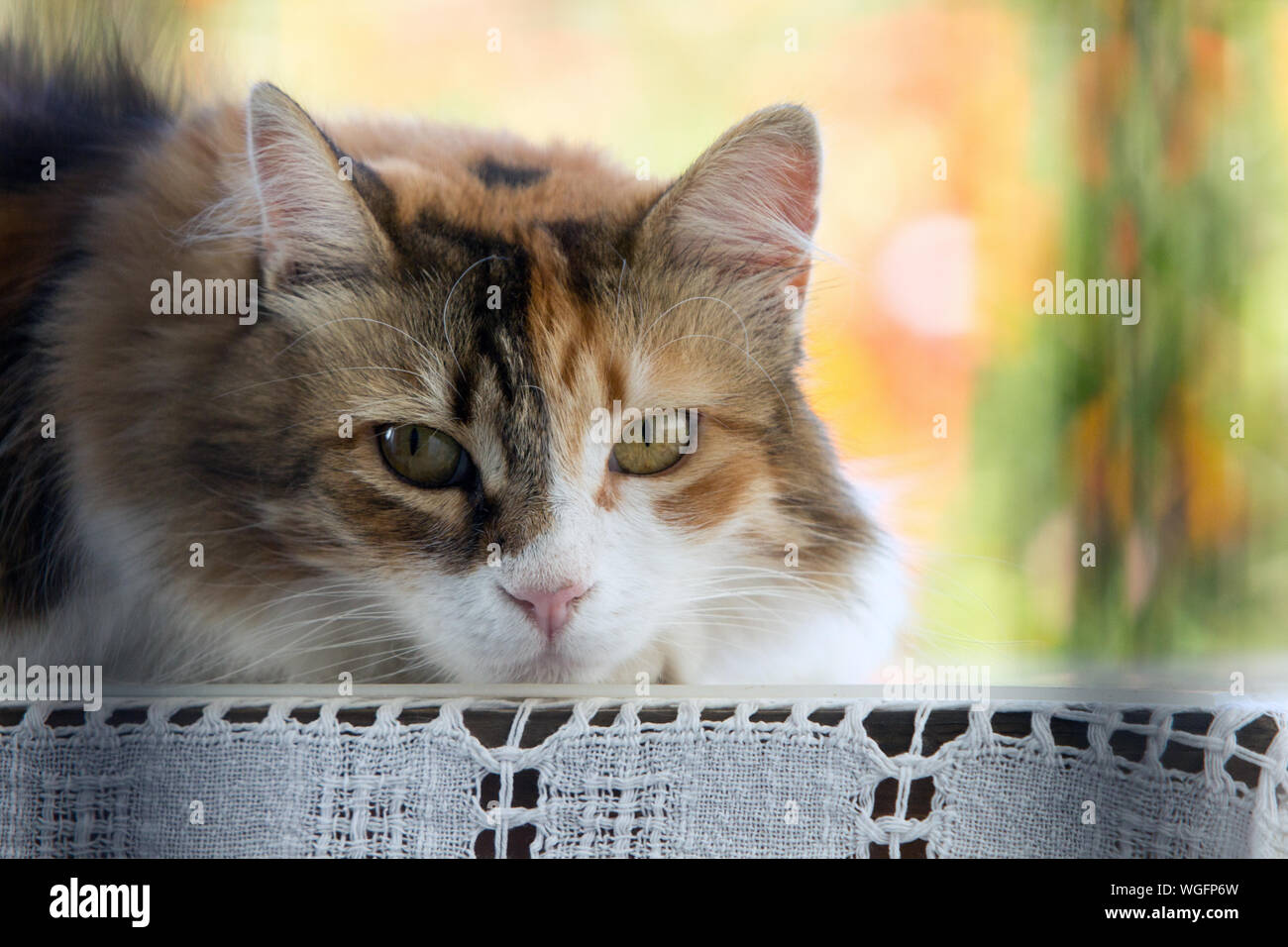 Calico cats hi-res stock photography and images - Alamy