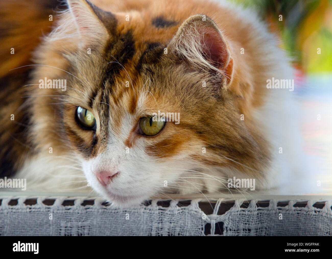 Front facial portrait of a mesmerizing female calico cat looking to the ...