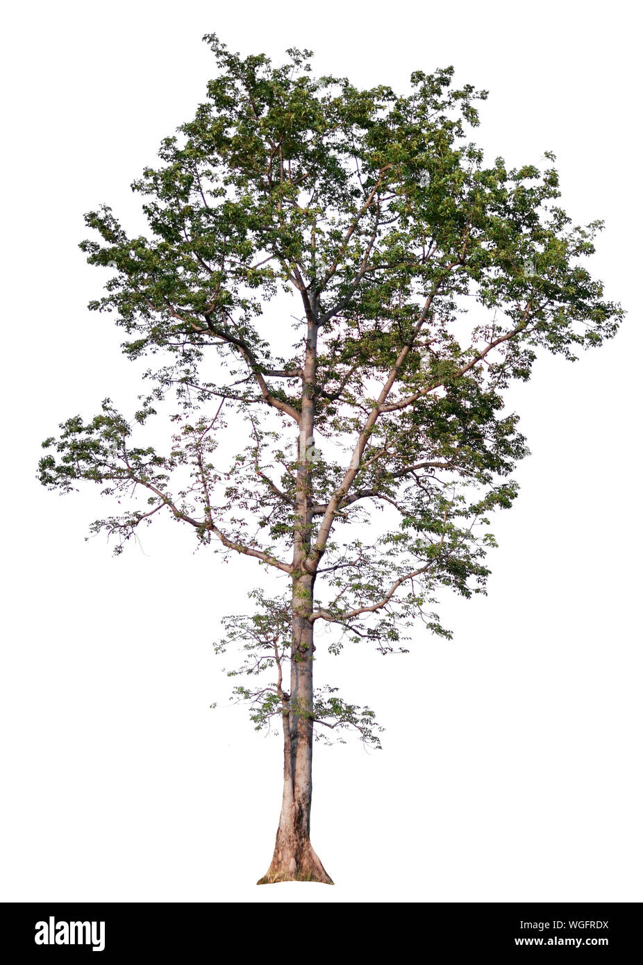 high quality tree with clipping path Stock Photo - Alamy