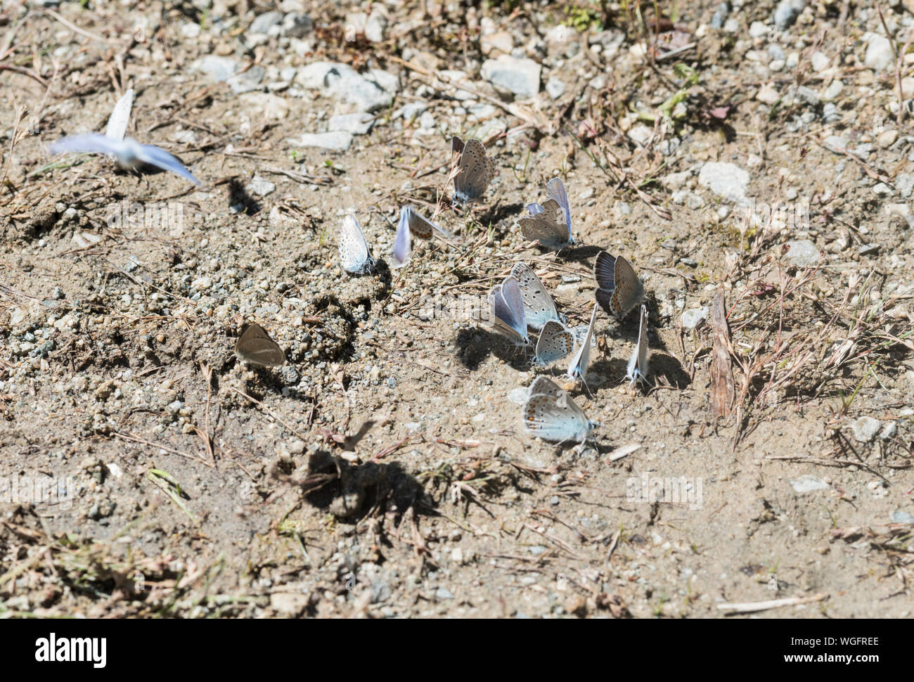 Mixed group of Blue butterflies mud-puddling in NE Turkey Stock Photo ...