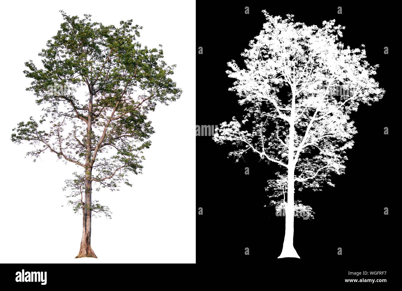 single tree with clipping path and alpha channel Stock Photo - Alamy