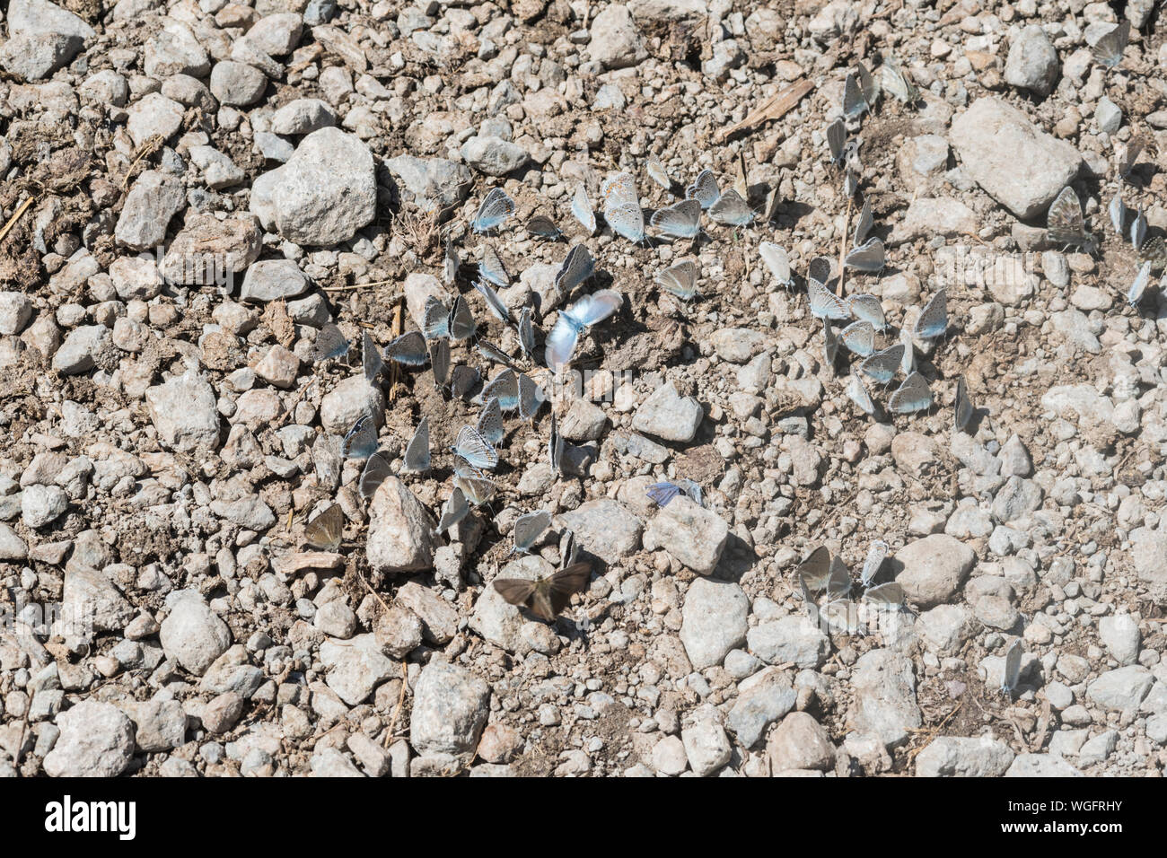 Mixed group of Blue butterflies mud-puddling in NE Turkey Stock Photo ...
