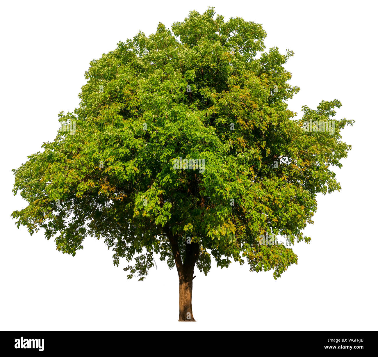 isolated single tree with clipping path Stock Photo - Alamy