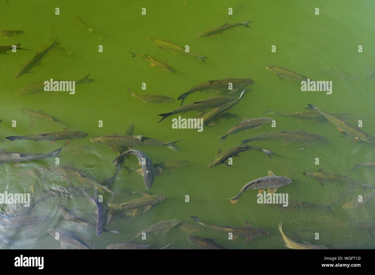 Fish in water. Common carp (Cyprinus carpio) Concept for sport fishing ...