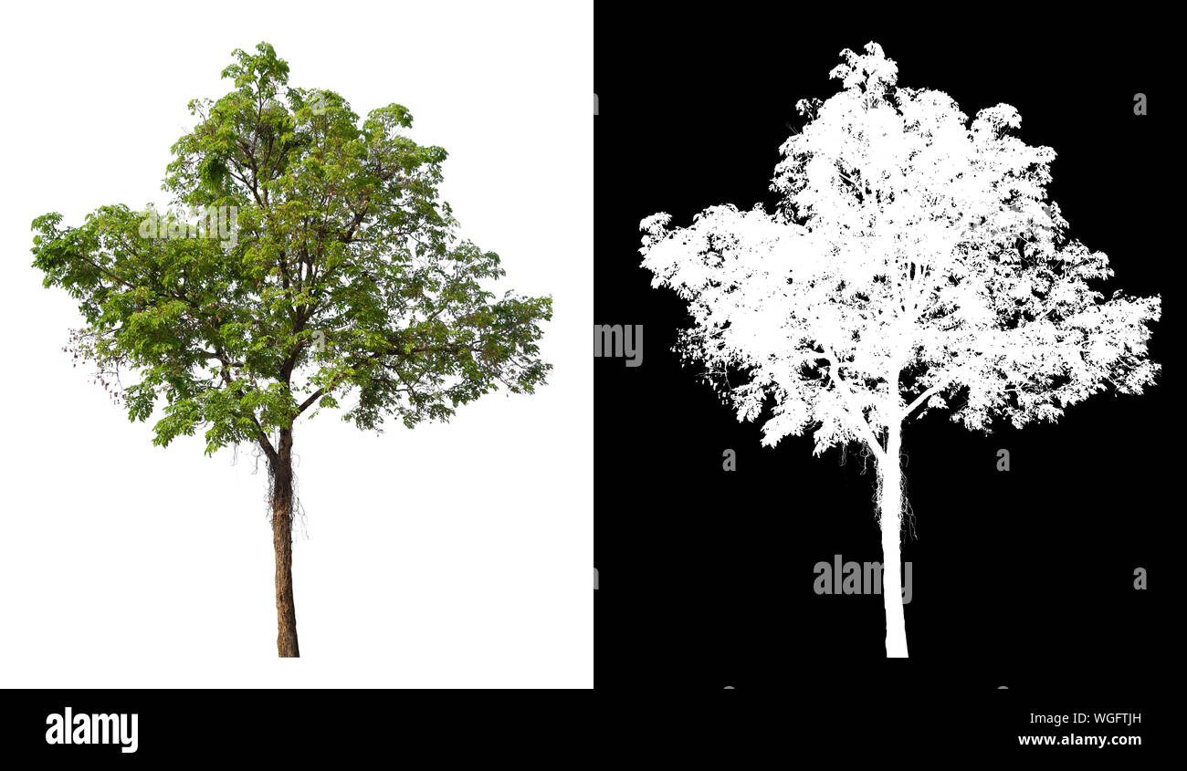 single tree with clipping path and alpha channel Stock Photo - Alamy