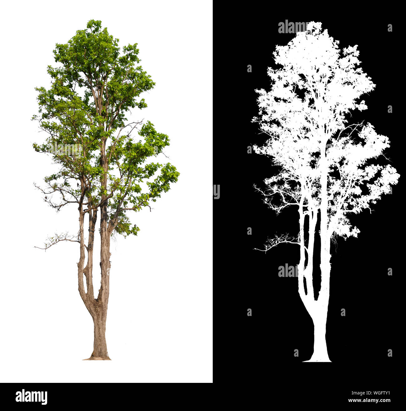 single tree with clipping path and alpha channel Stock Photo - Alamy
