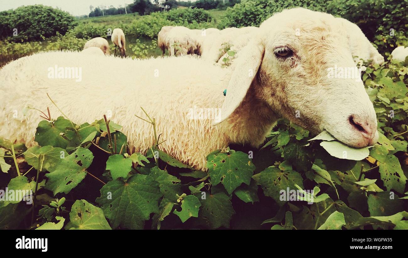 Sheep and plants hi-res stock photography and images - Alamy