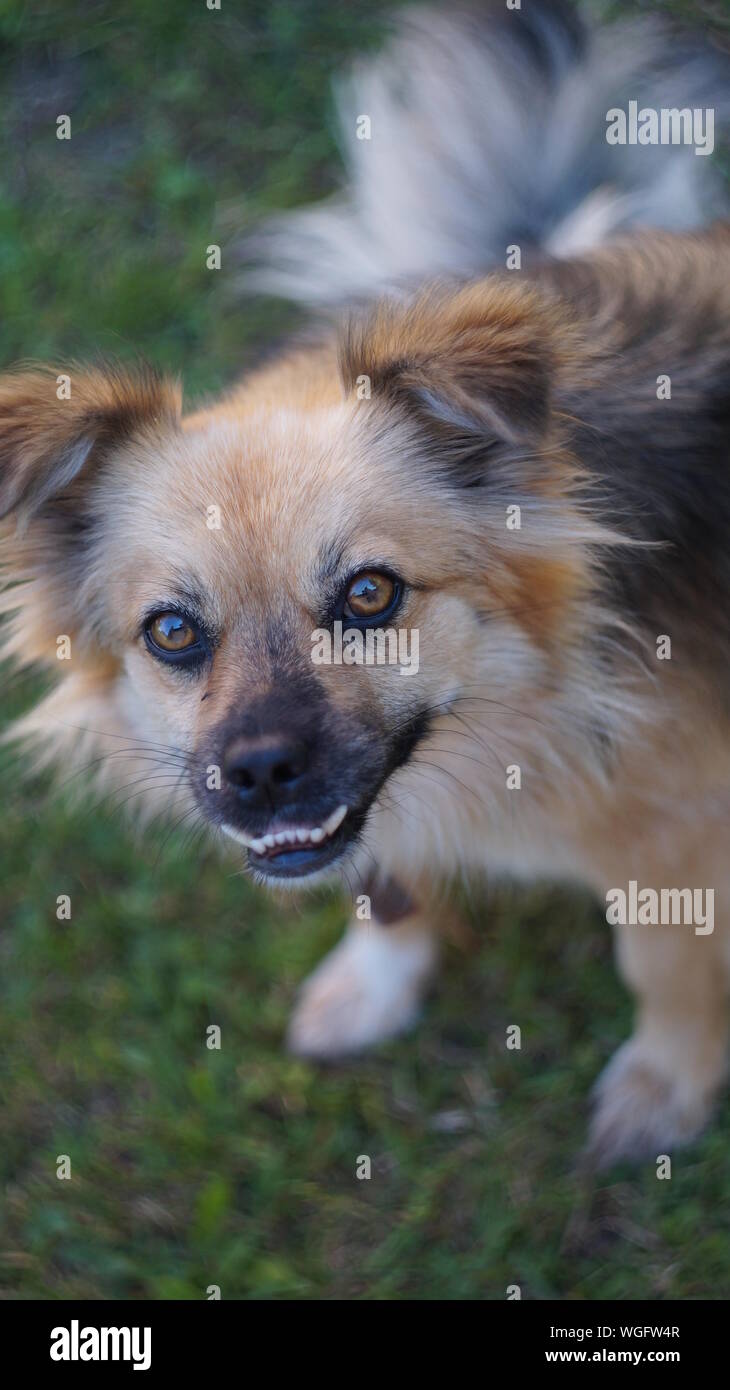 Angry looking dog hi-res stock photography and images - Alamy