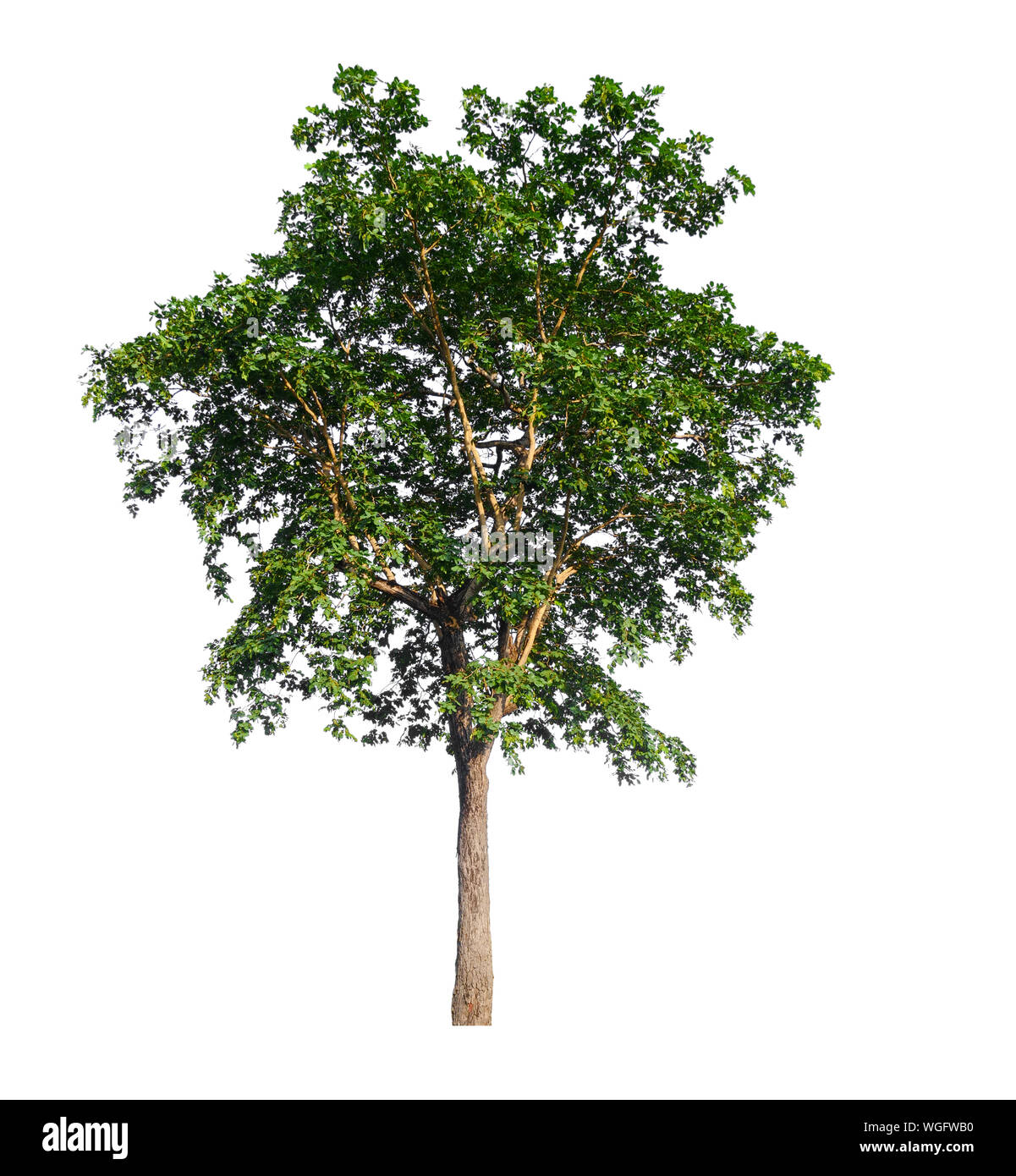 Evergreen forest summer path Cut Out Stock Images & Pictures - Alamy