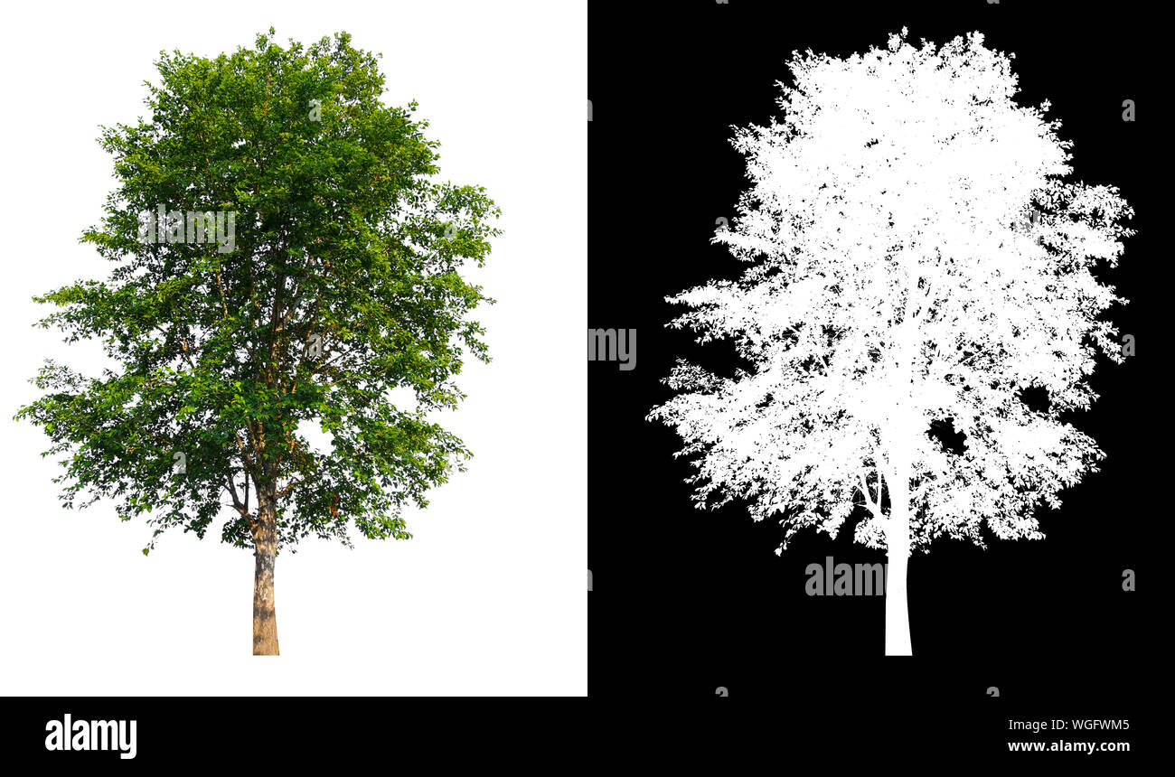 single tree with clipping path and alpha channel Stock Photo - Alamy