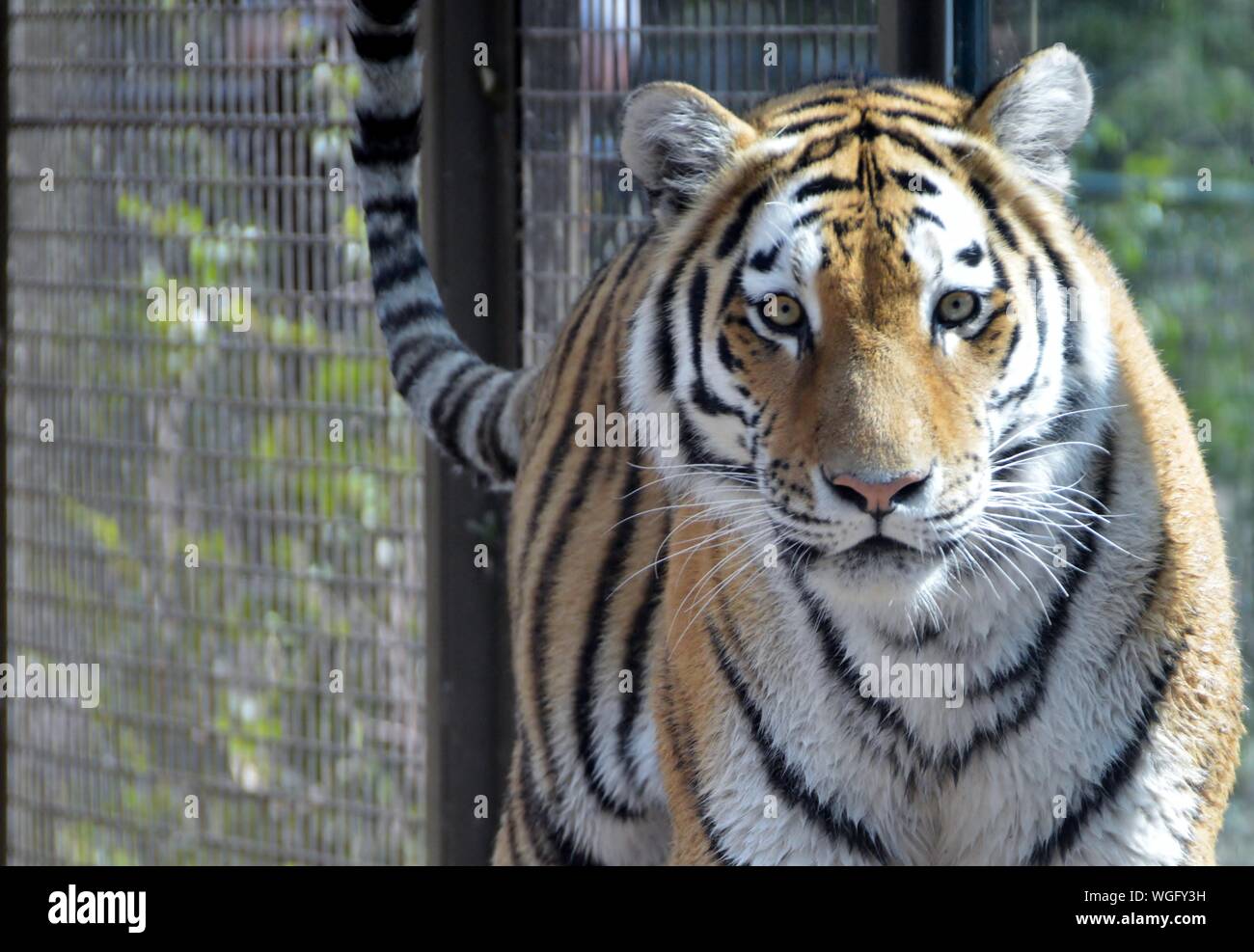 Cage of tiger hi-res stock photography and images - Alamy