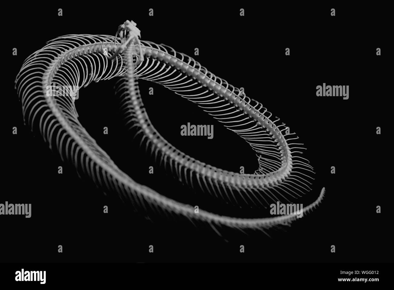Skeleton of snake Black and White Stock Photos & Images - Alamy