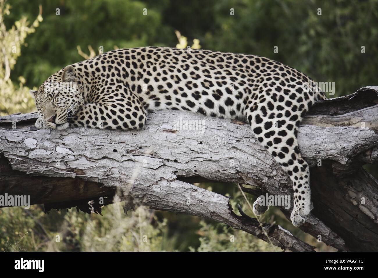 Leopard Sleeping In Tree High Resolution Stock Photography and Images ...