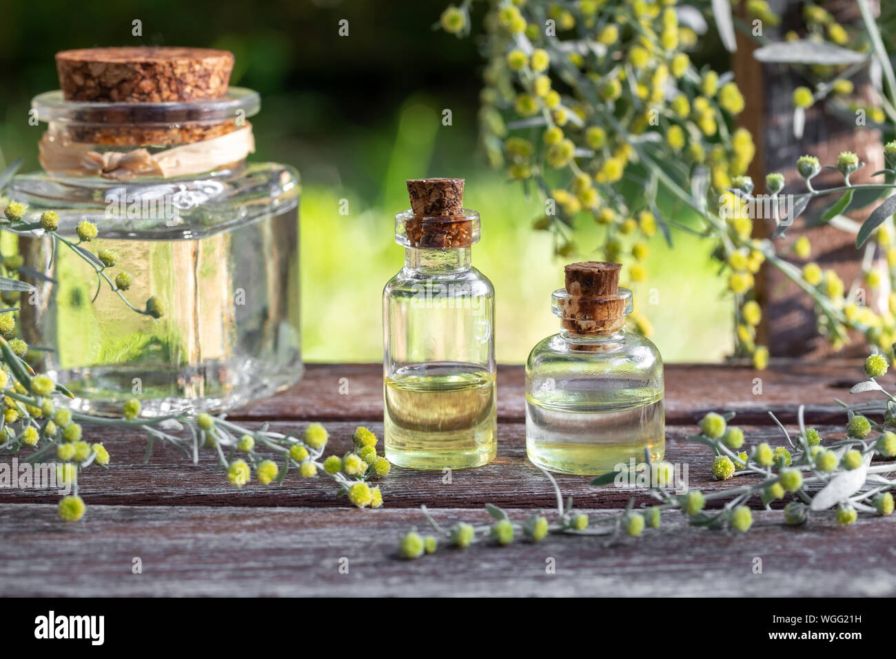 Bottles of essential oil with blooming wormwood, or Artemisia ...