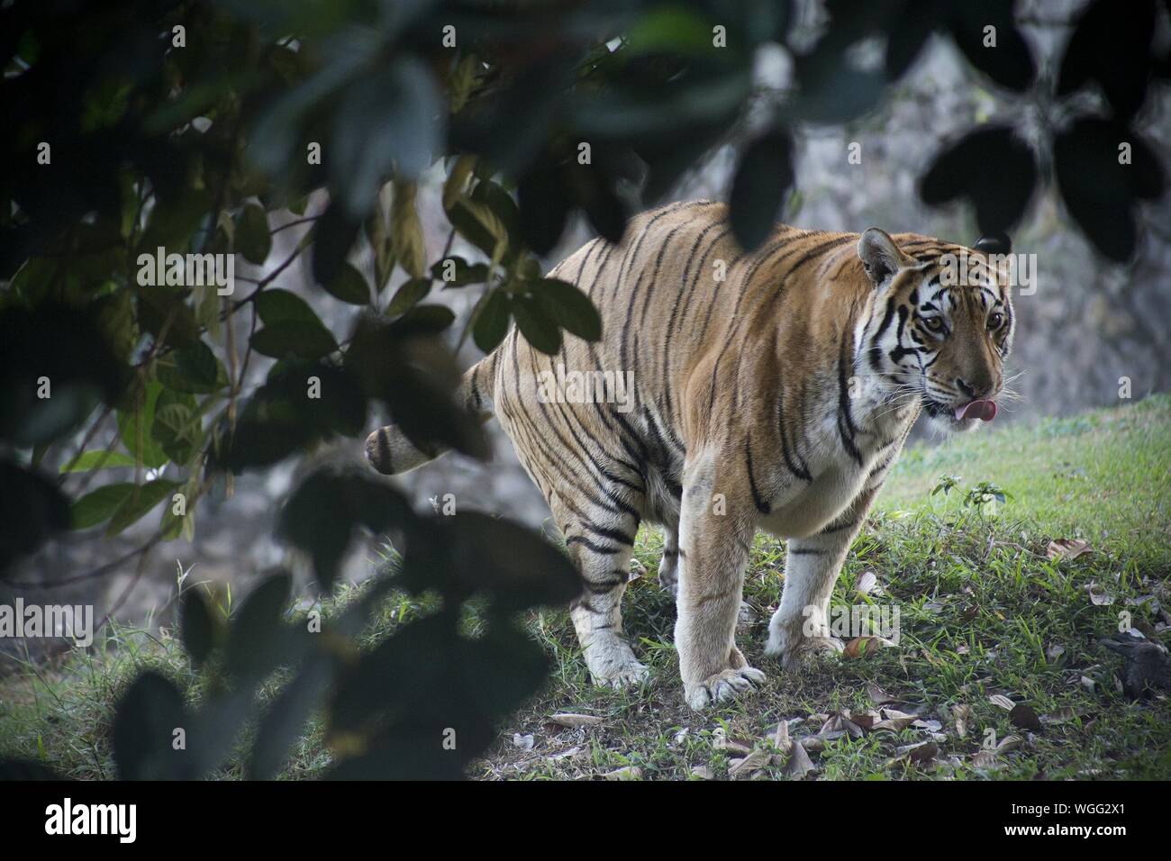 Tiger on tree hi-res stock photography and images - Alamy