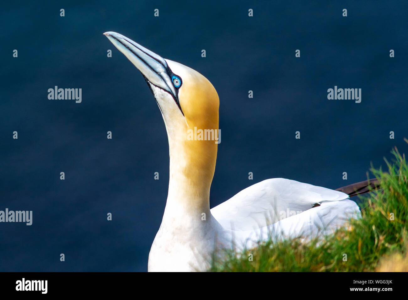 Banff scotland hi-res stock photography and images - Alamy