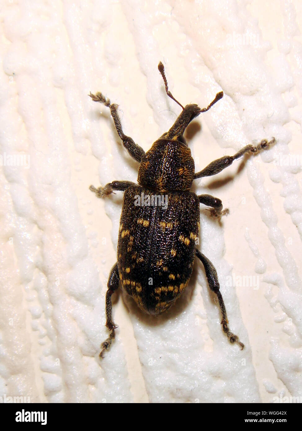Focus on weevil hi-res stock photography and images - Alamy