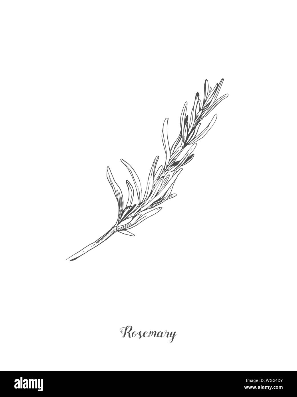 Rosemary Botanical Drawing
