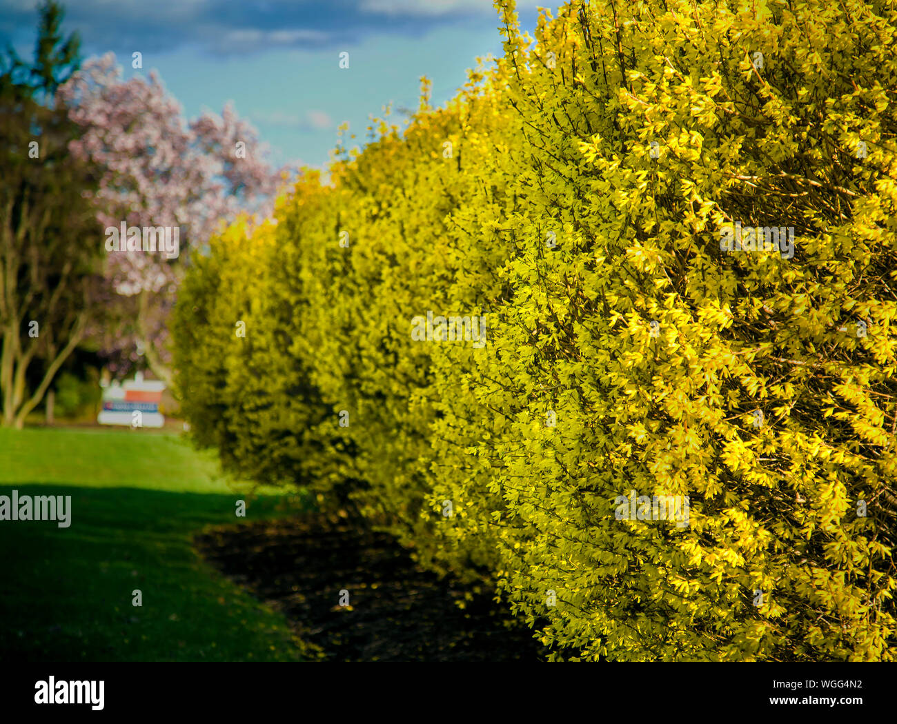Beauty in shrubs hi-res stock photography and images - Alamy
