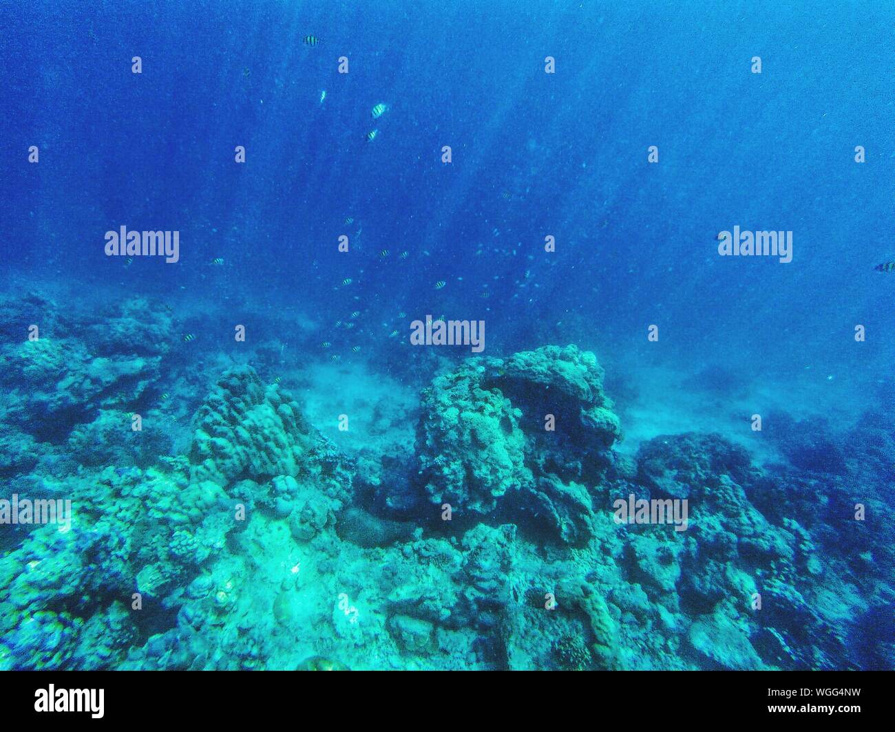 Rocks underwater hi-res stock photography and images - Alamy