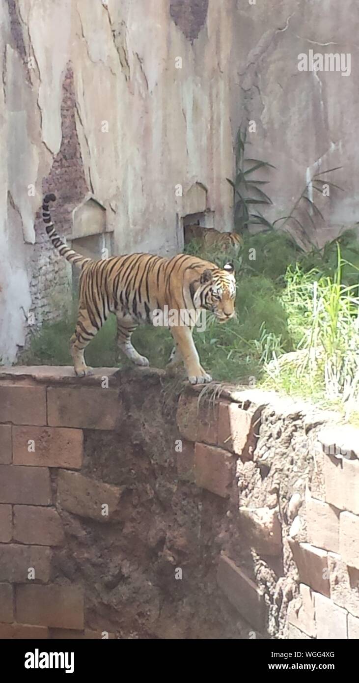 Tiger on the wall hi-res stock photography and images - Alamy