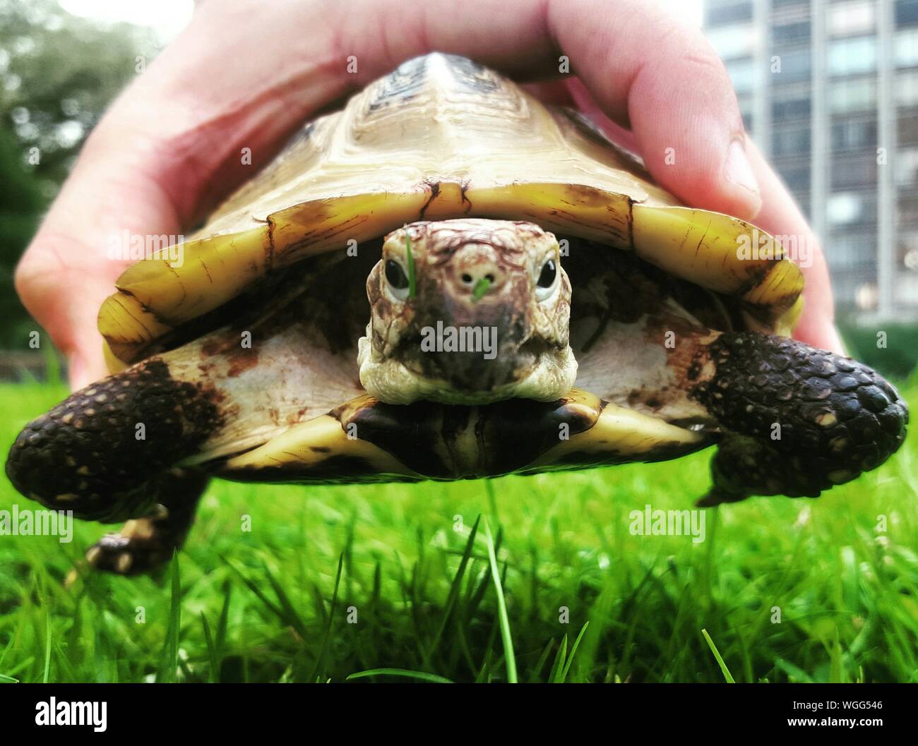 Hand holding turtle hi-res stock photography and images - Alamy
