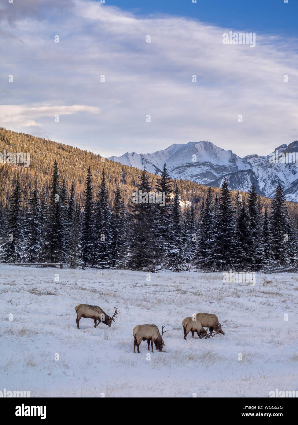 Wild Elk in winter Banff National Park Alberta Canada close to the ...