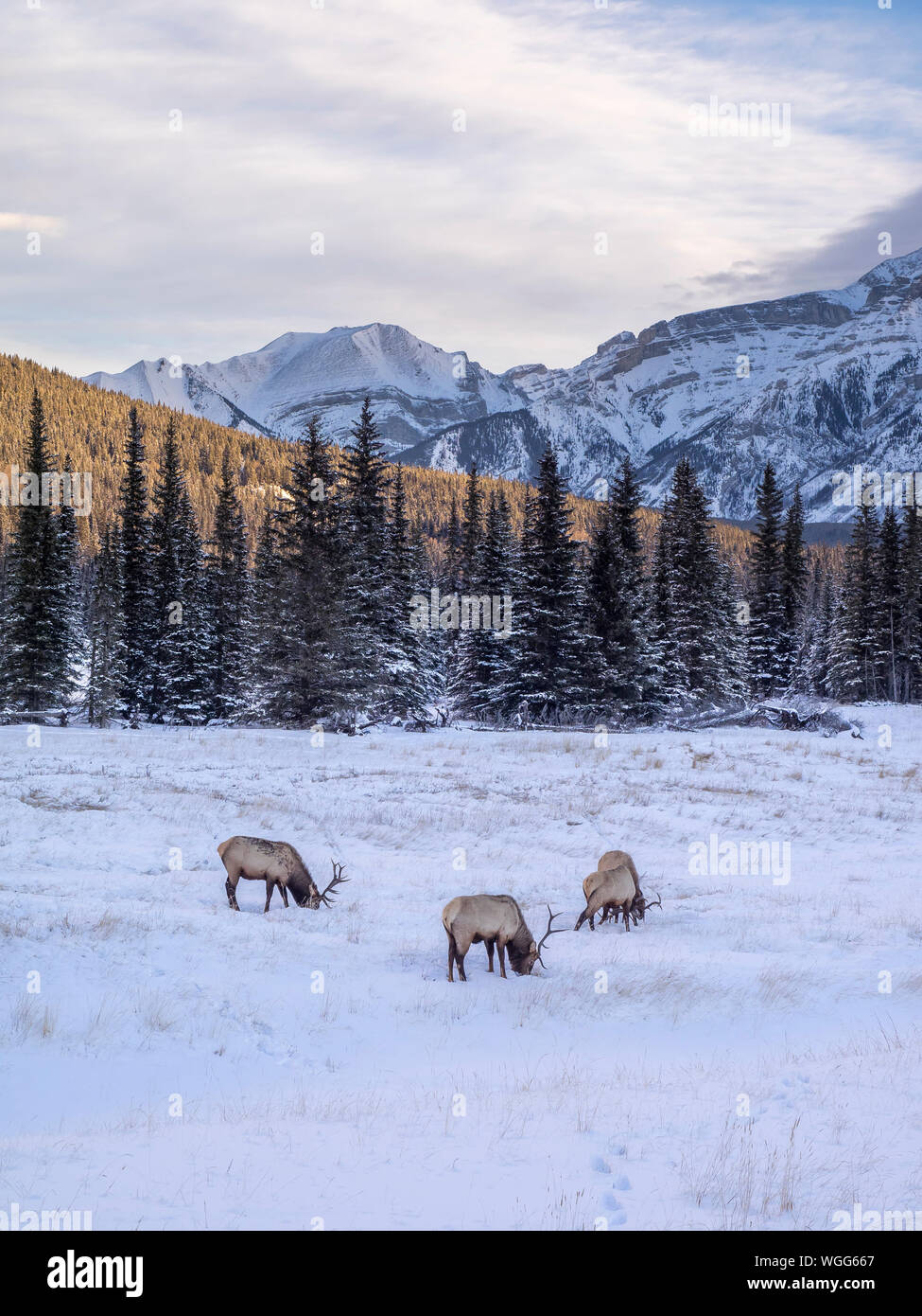 Wild Elk in winter Banff National Park Alberta Canada close to the ...