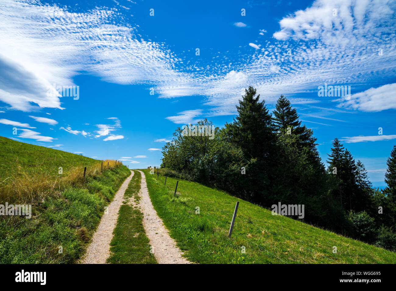 Germany, Hiking path alongside green pastures and trees of black forest ...