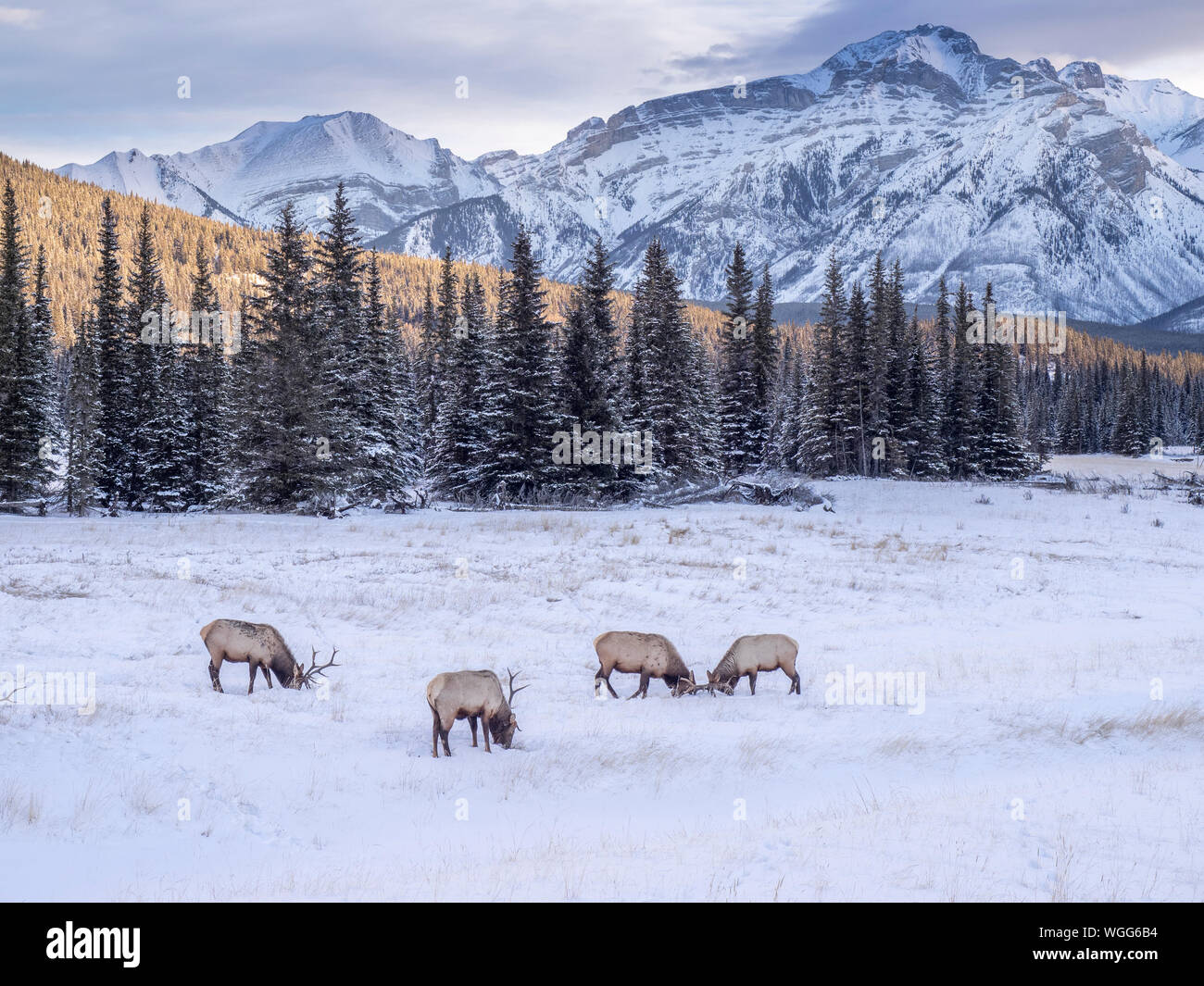 Banff wildlife hi-res stock photography and images - Alamy
