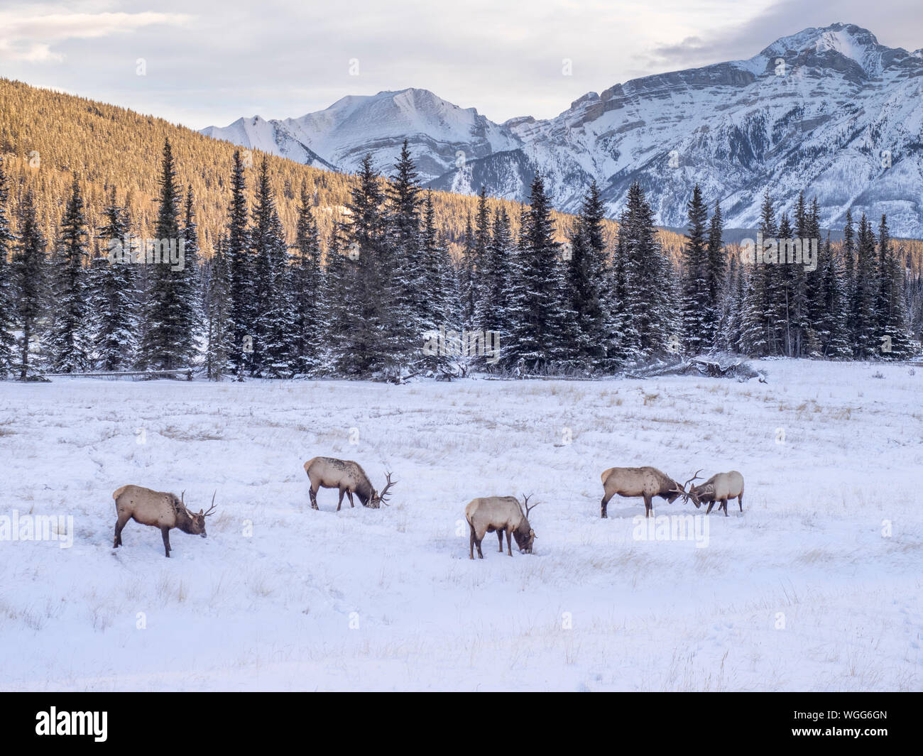 Bull elk banff national park hi-res stock photography and images - Alamy