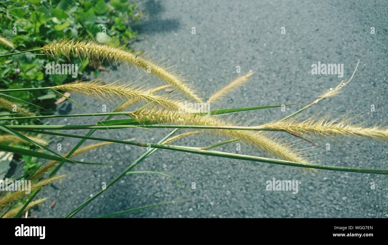 Tall reeds and grass hi-res stock photography and images - Alamy