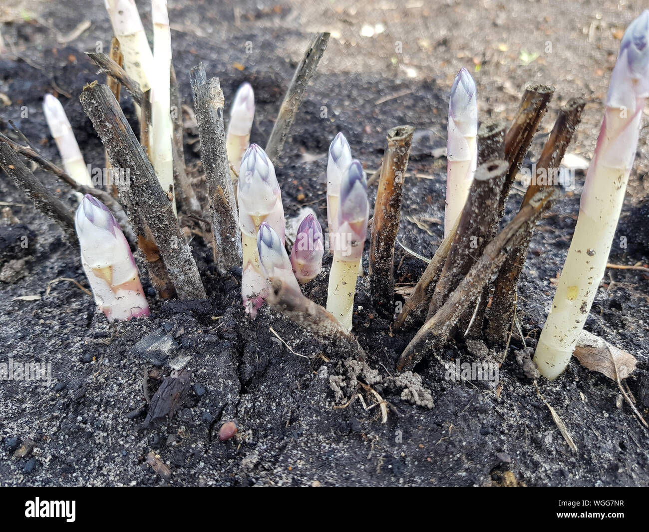 Green asparagus sprouts growing hi-res stock photography and images - Alamy