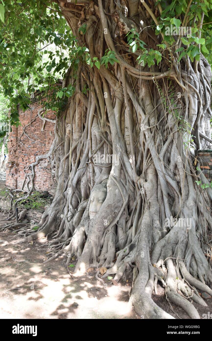 Roots view hi-res stock photography and images - Alamy