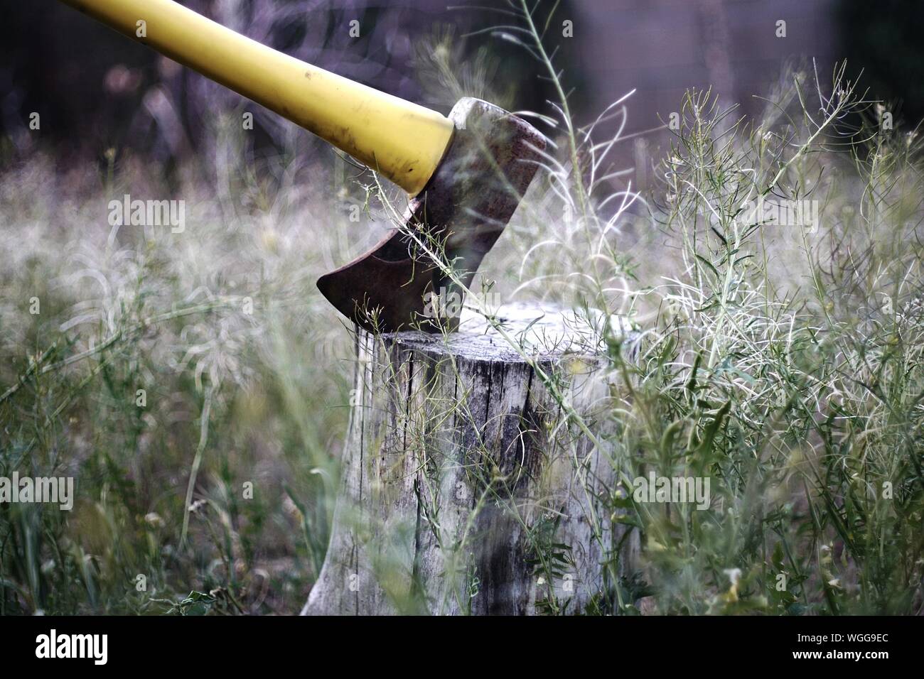 Axe stuck in tree hi-res stock photography and images - Alamy