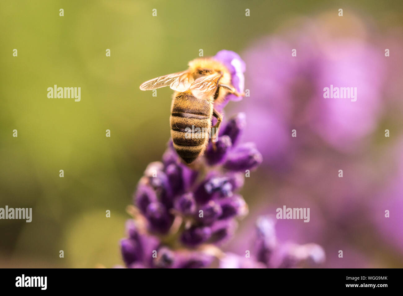 Pollination with bee and lavender during sunshine, sunny lavender Stock ...